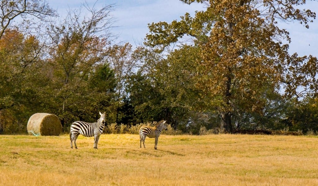 High Fenced Game Ranch for Sale in Texas | Hunting Ranches