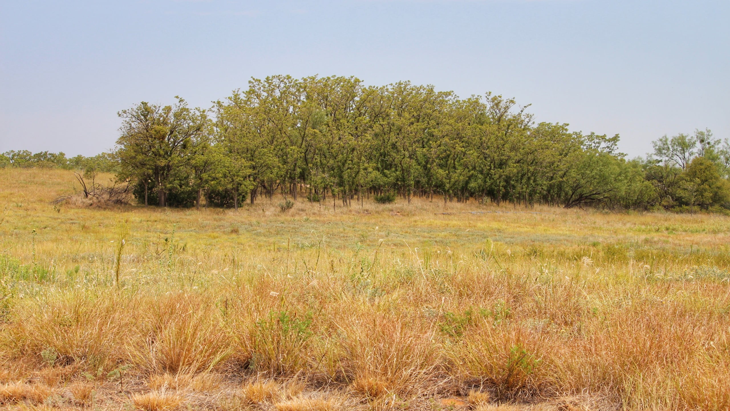 160 acres in Foard County - Texas Hunting Land LLC