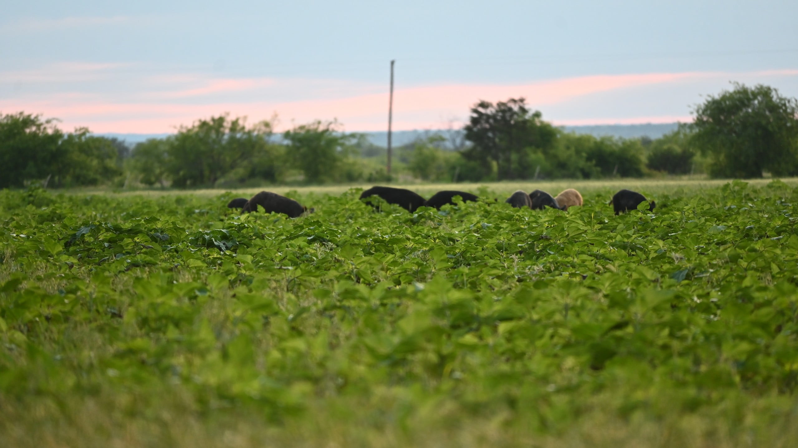 120 acres in Young County - Texas Hunting Land LLC