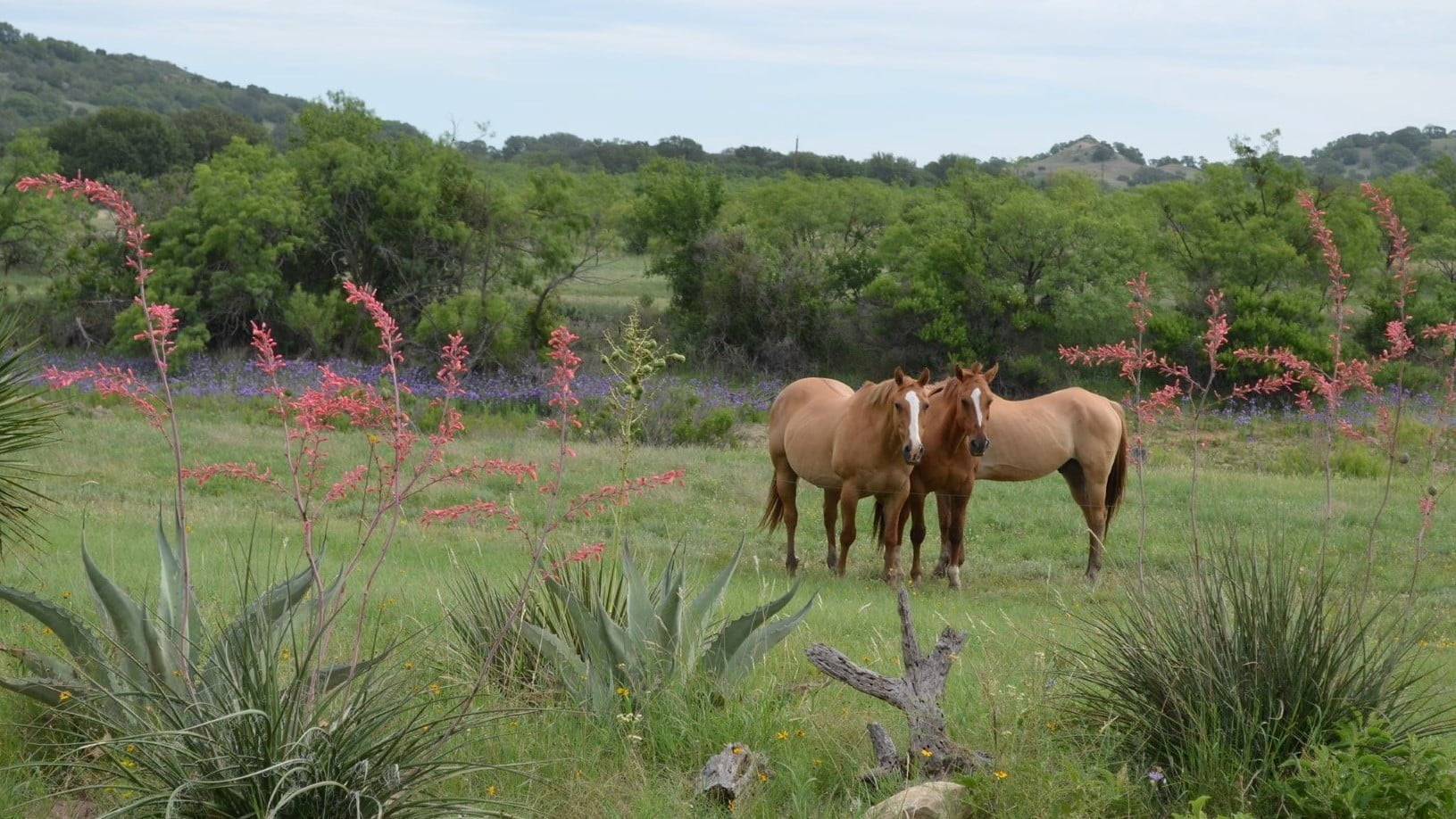 Callahan County Texas Land for Sale | Hunting & Ranch Properties
