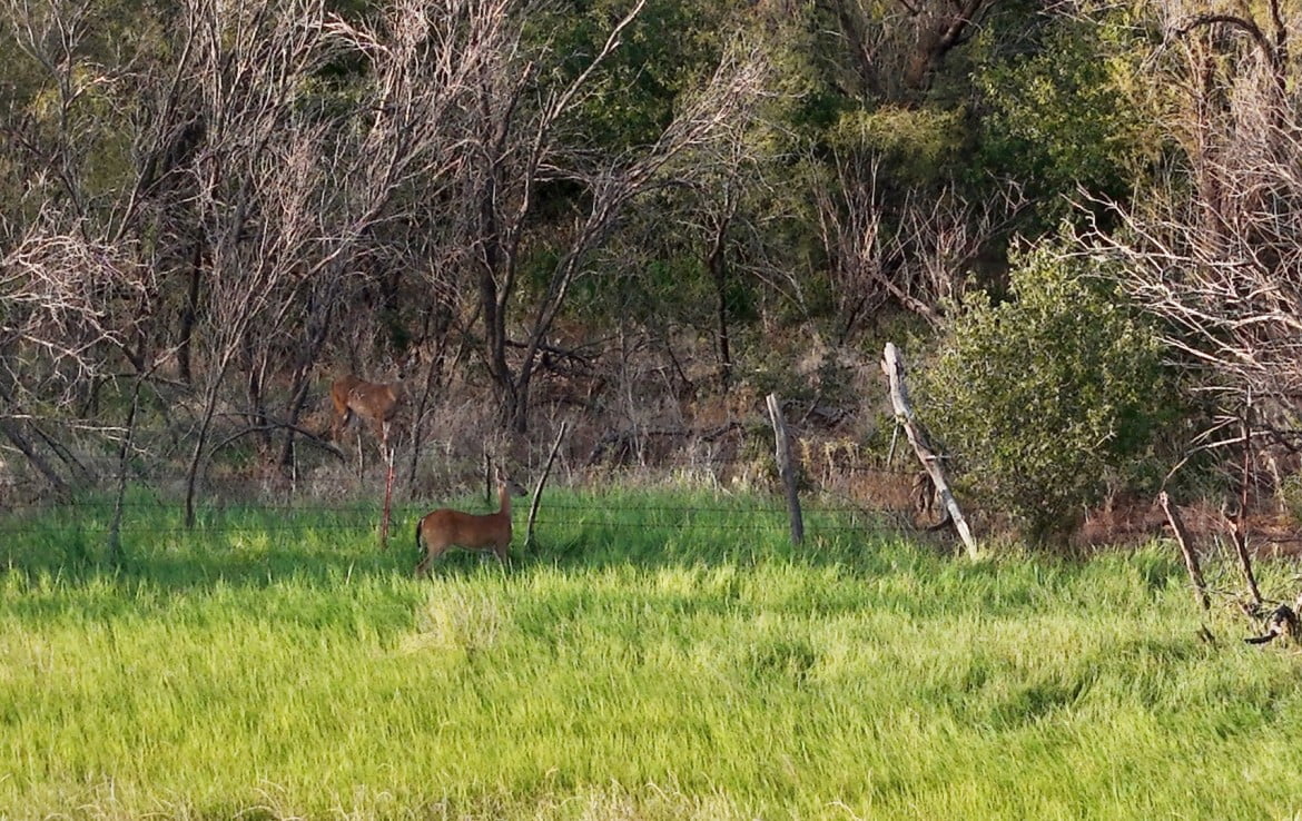 Discover the Brazos River Ranch in Knox County, Texas